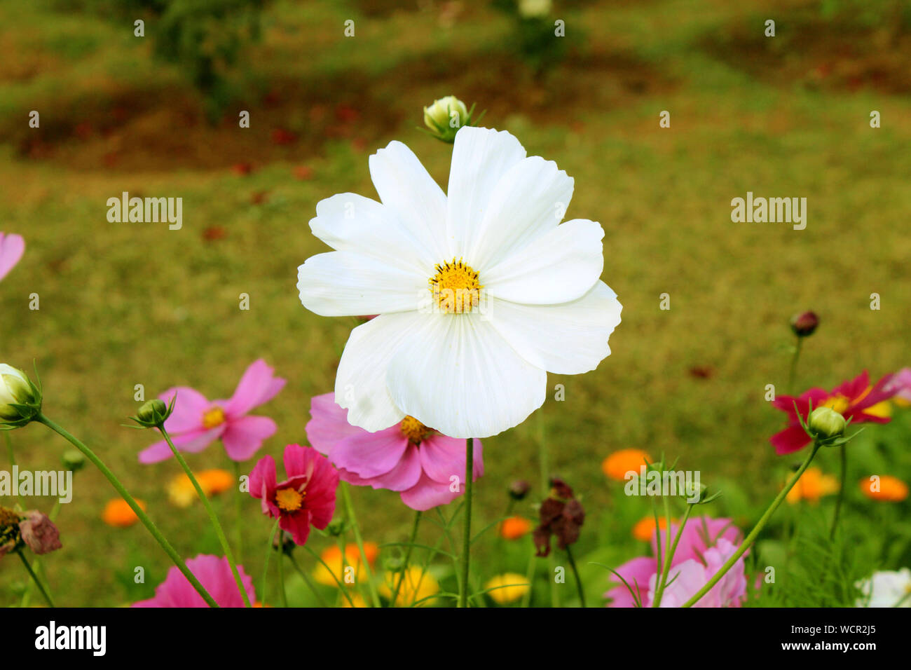 White color flower hi-res stock photography and images - Alamy