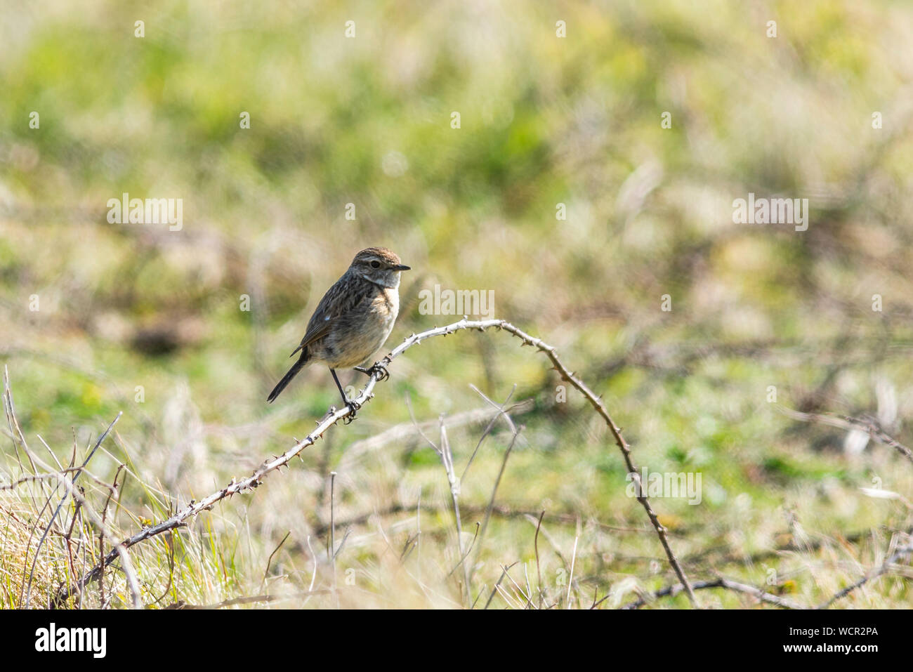 Bramble bird hi-res stock photography and images - Alamy