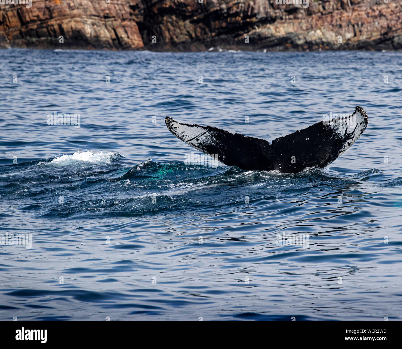 Humpback whale playing in Bay Bulls, Newfoundland Stock Photo - Alamy