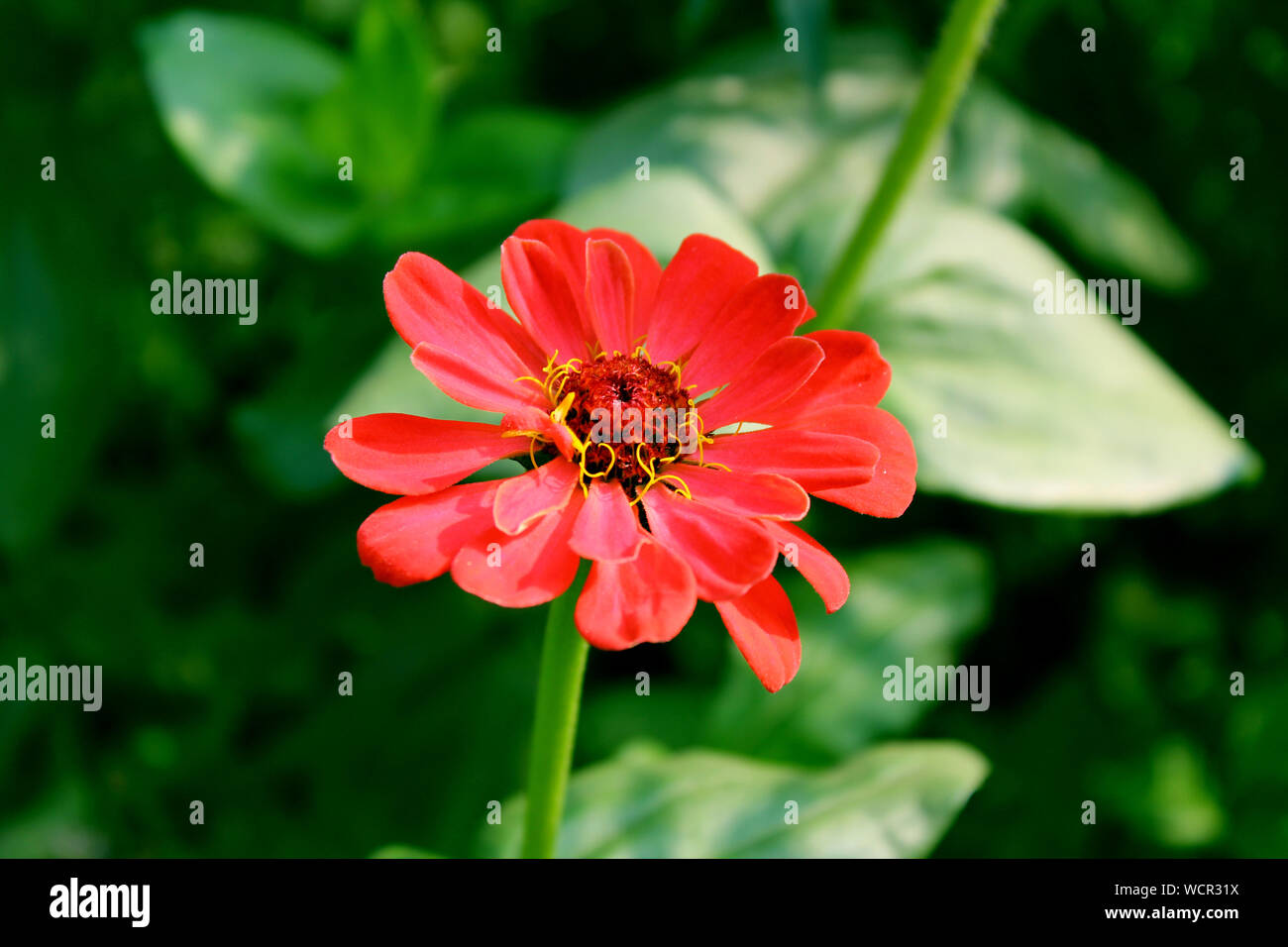 RED COLOR FLOWER WITH GREEN BACKGROUND Stock Photo - Alamy