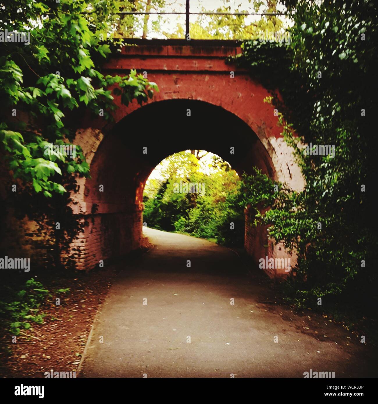 Trees tunnel hi-res stock photography and images - Alamy