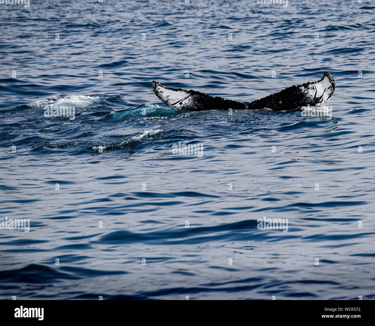 Humpback whale playing in Bay Bulls, Newfoundland Stock Photo - Alamy