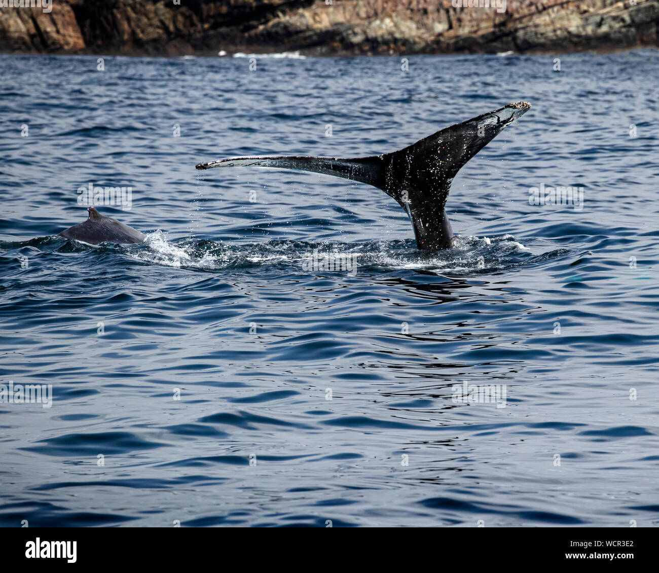Humpback whale playing in Bay Bulls, Newfoundland Stock Photo - Alamy