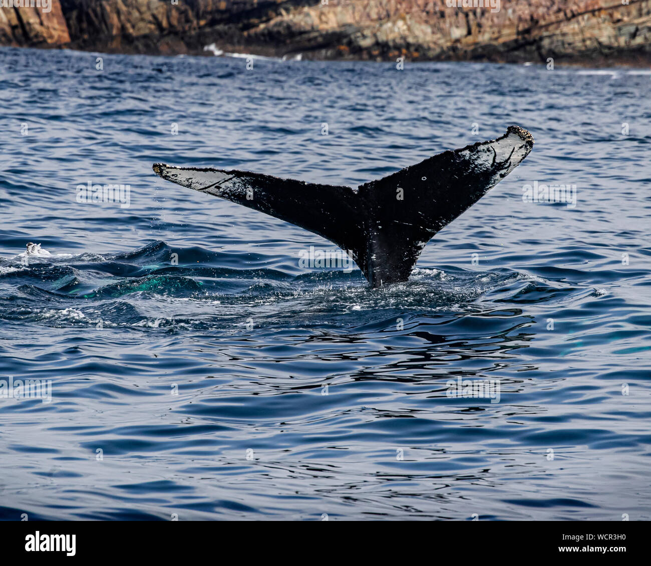 Humpback whale playing in Bay Bulls, Newfoundland Stock Photo - Alamy