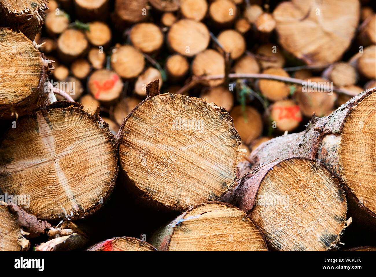 Woodpile of freshly harvested spruce logs. Trunks of trees cut and ...