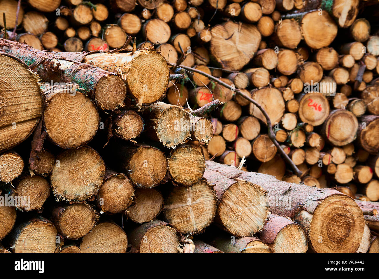 Woodpile of freshly harvested spruce logs. Trunks of trees cut and ...