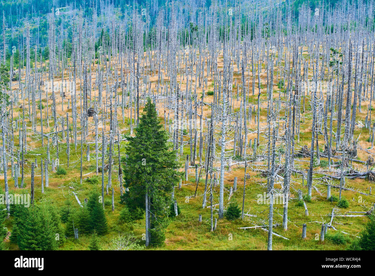 Natural forest regeneration without human intervention in national park ...