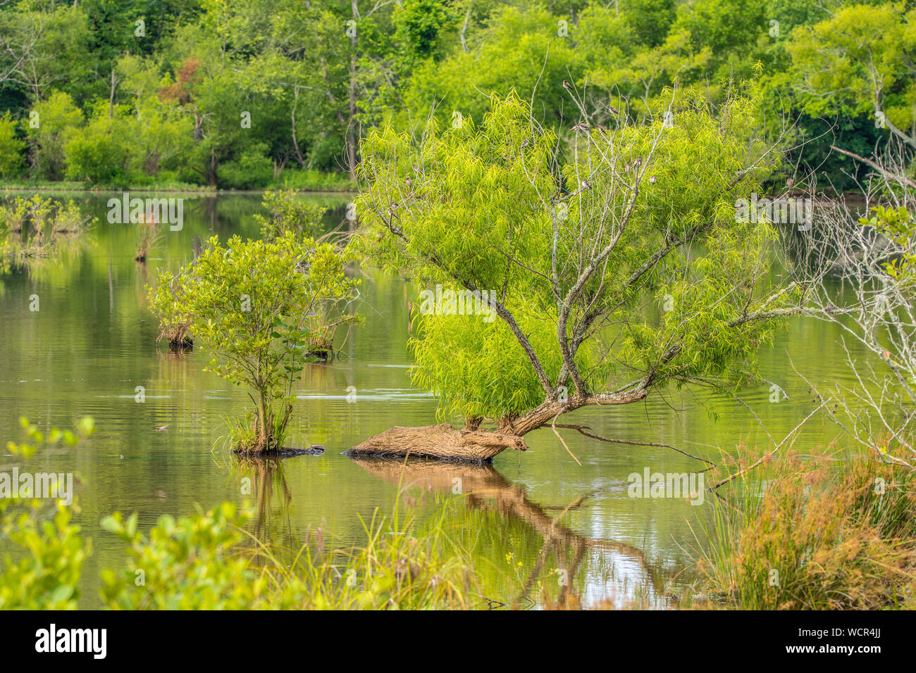 Small trees and bushes with turtles and birds inhabiting the plants and ...