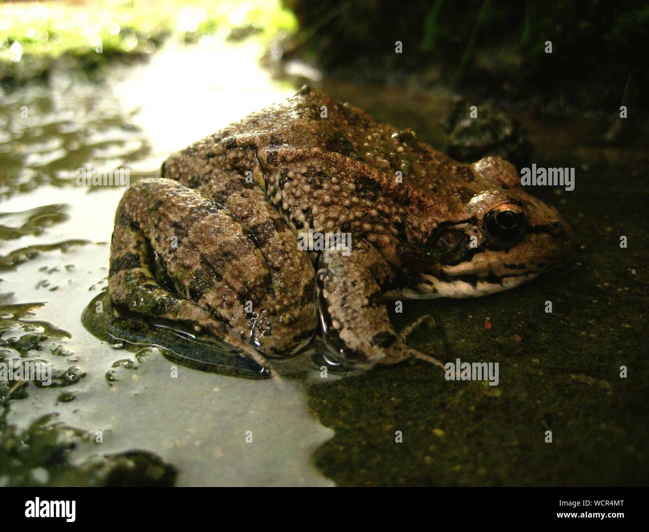 Frog In River High Resolution Stock Photography and Images - Alamy