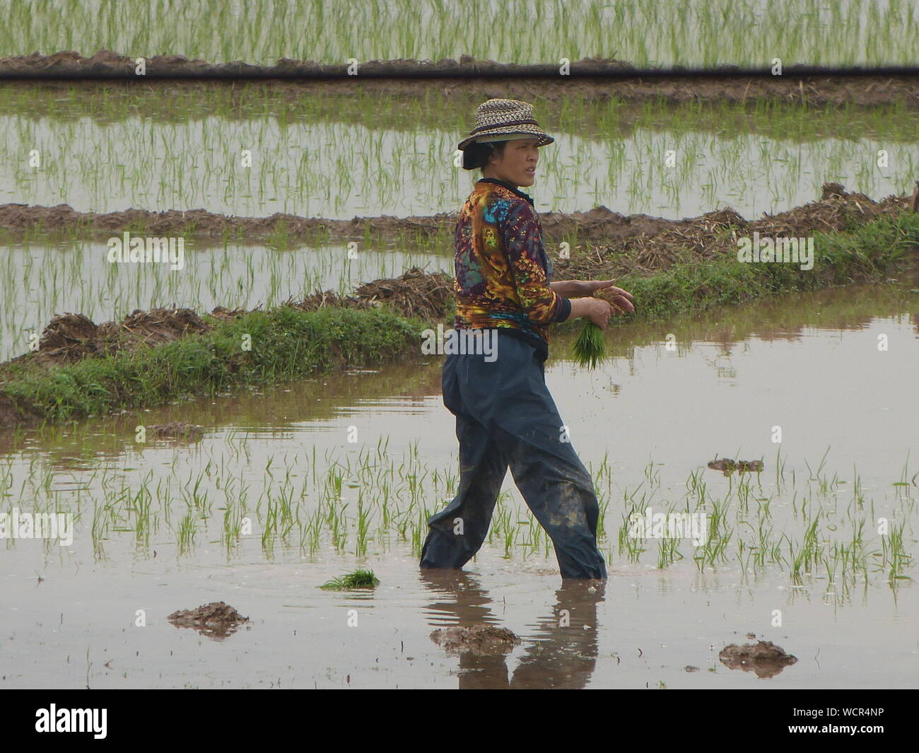 Women planting rice in paddy field hi-res stock photography and images ...