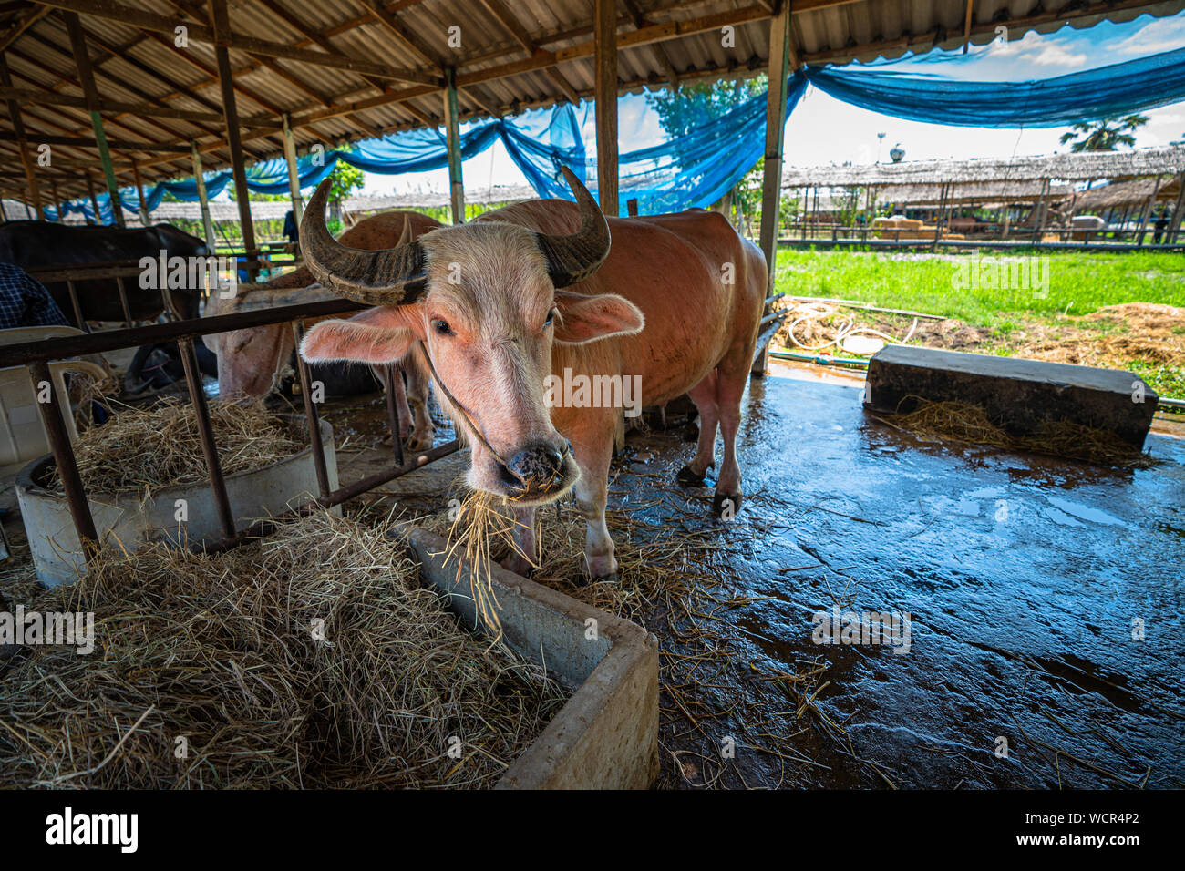 the Albino buffalo eating straw in livestock Stock Photo - Alamy