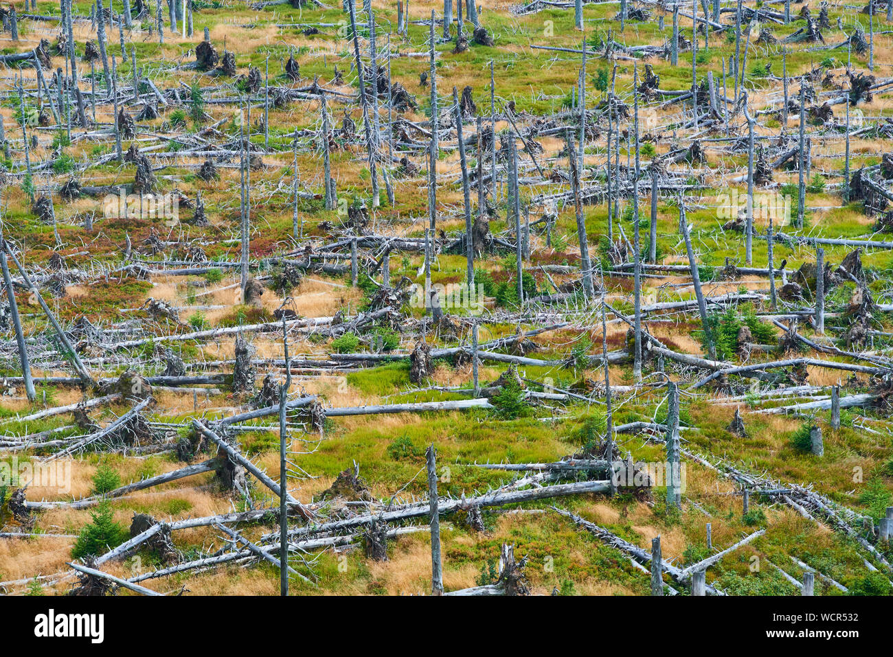 Natural forest regeneration without human intervention in national park ...