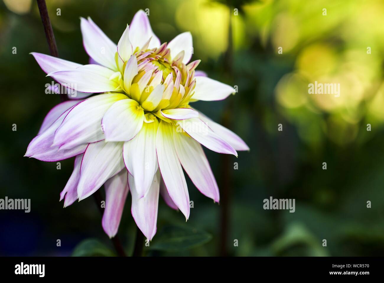 Dahlia 'Victoria Ann’ Stock Photo - Alamy