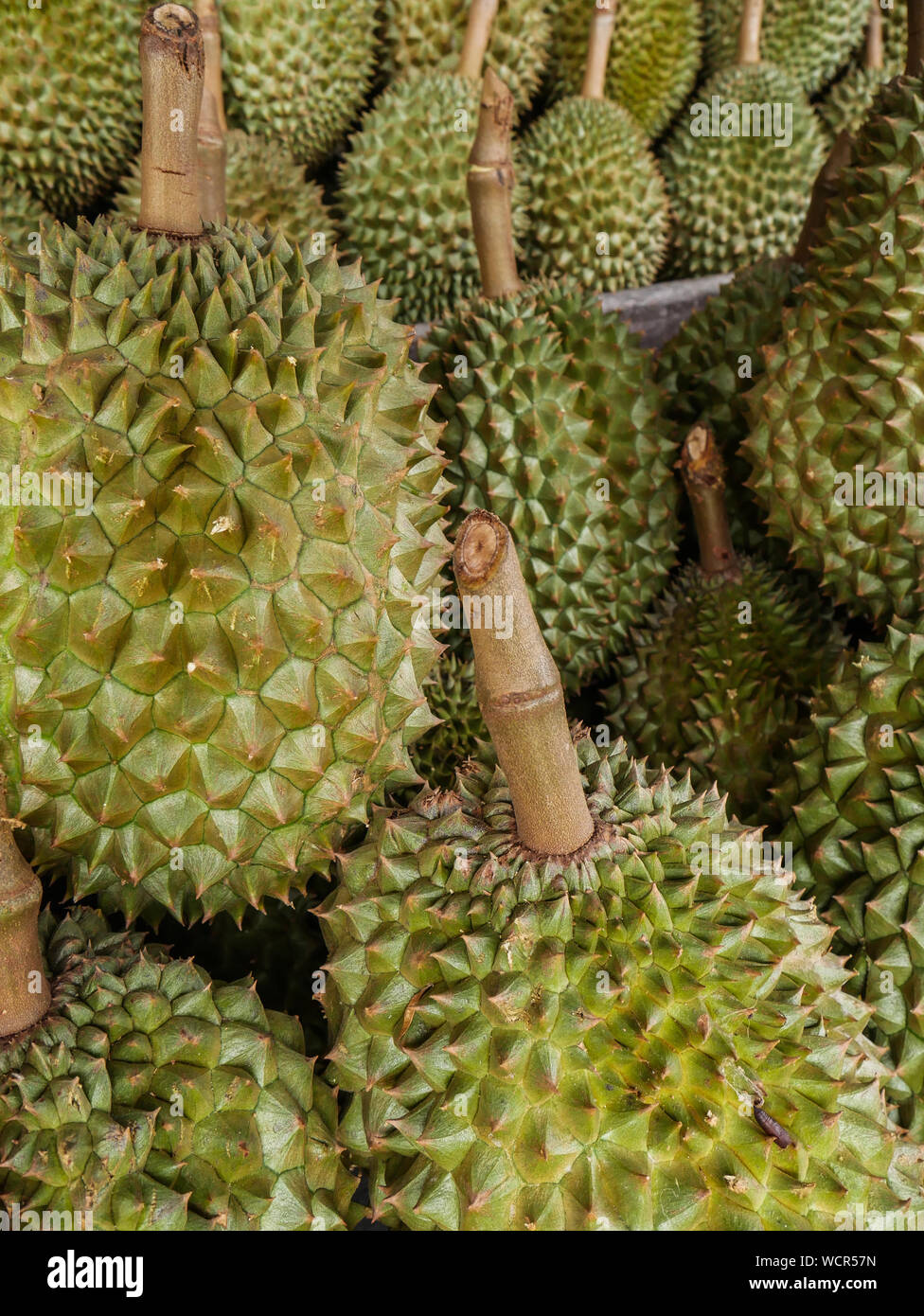 Close up durians hi-res stock photography and images - Alamy