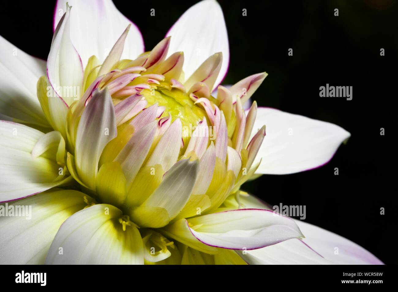 Dahlia victoria hi-res stock photography and images - Alamy