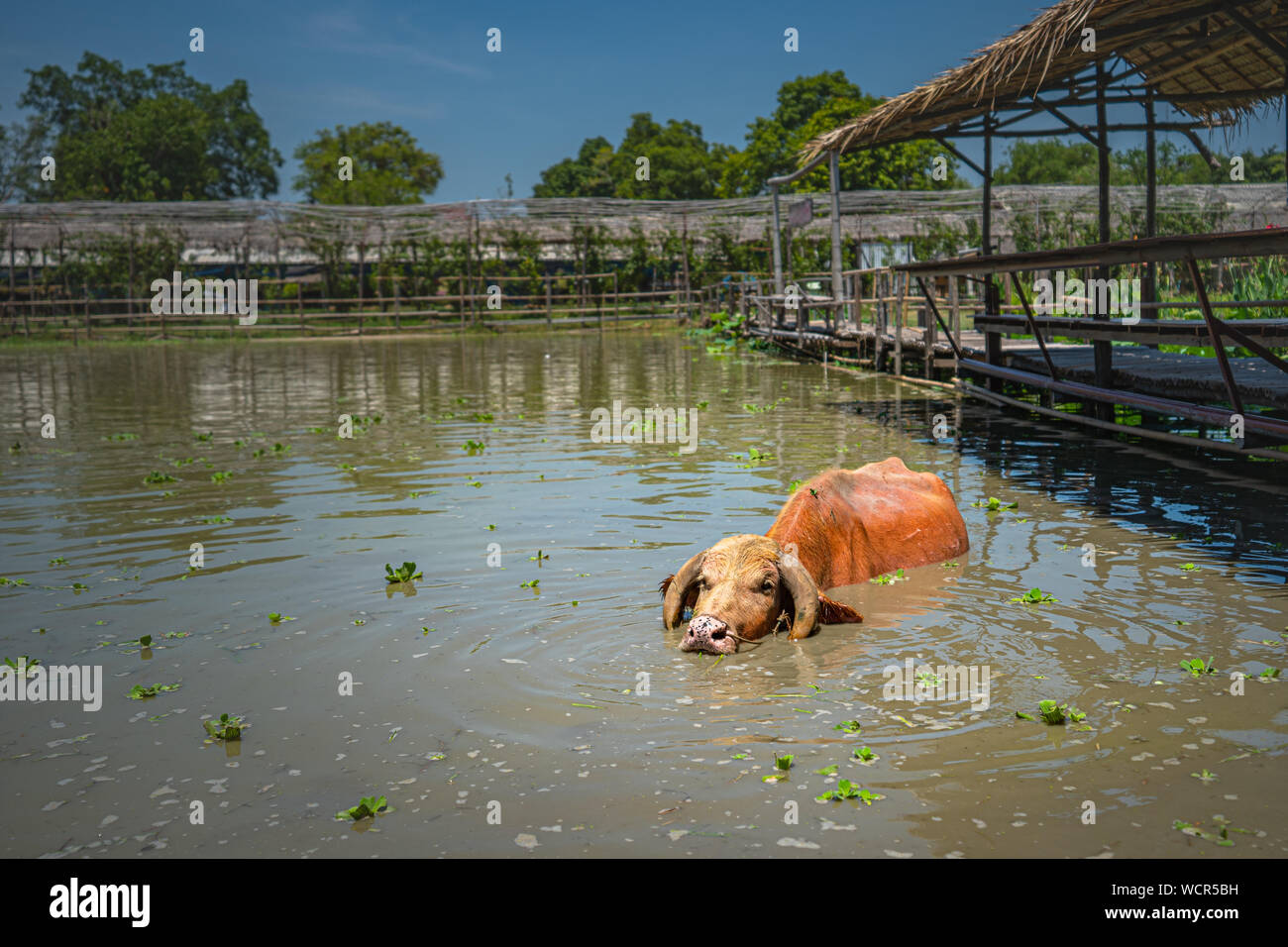 Buffalo in shed hi-res stock photography and images - Alamy