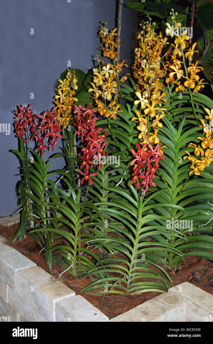 Orchids display changi airport hi-res stock photography and images - Alamy