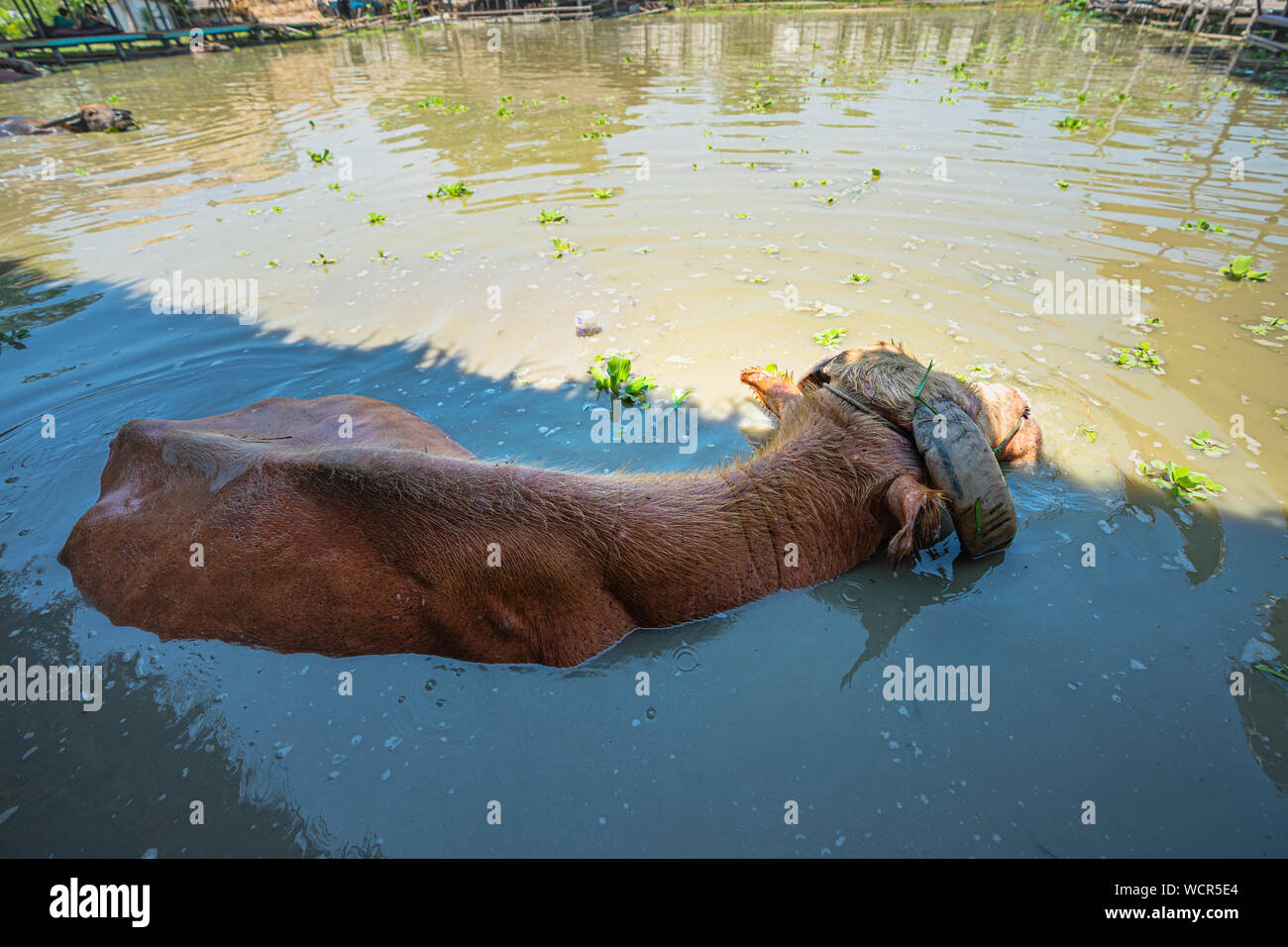 the Albino buffalo swimming in the pool Stock Photo - Alamy