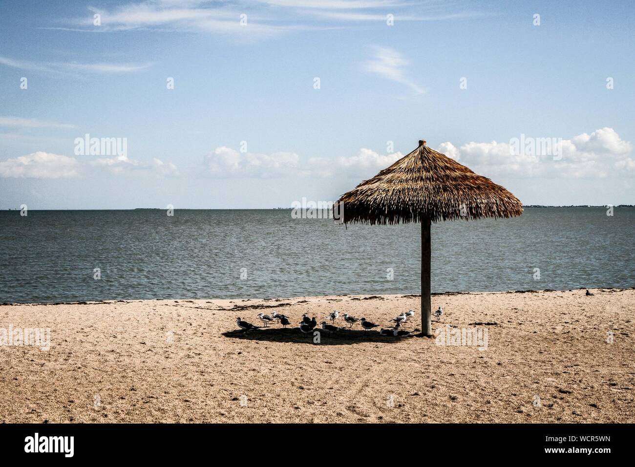 Thatched bird hi-res stock photography and images - Alamy