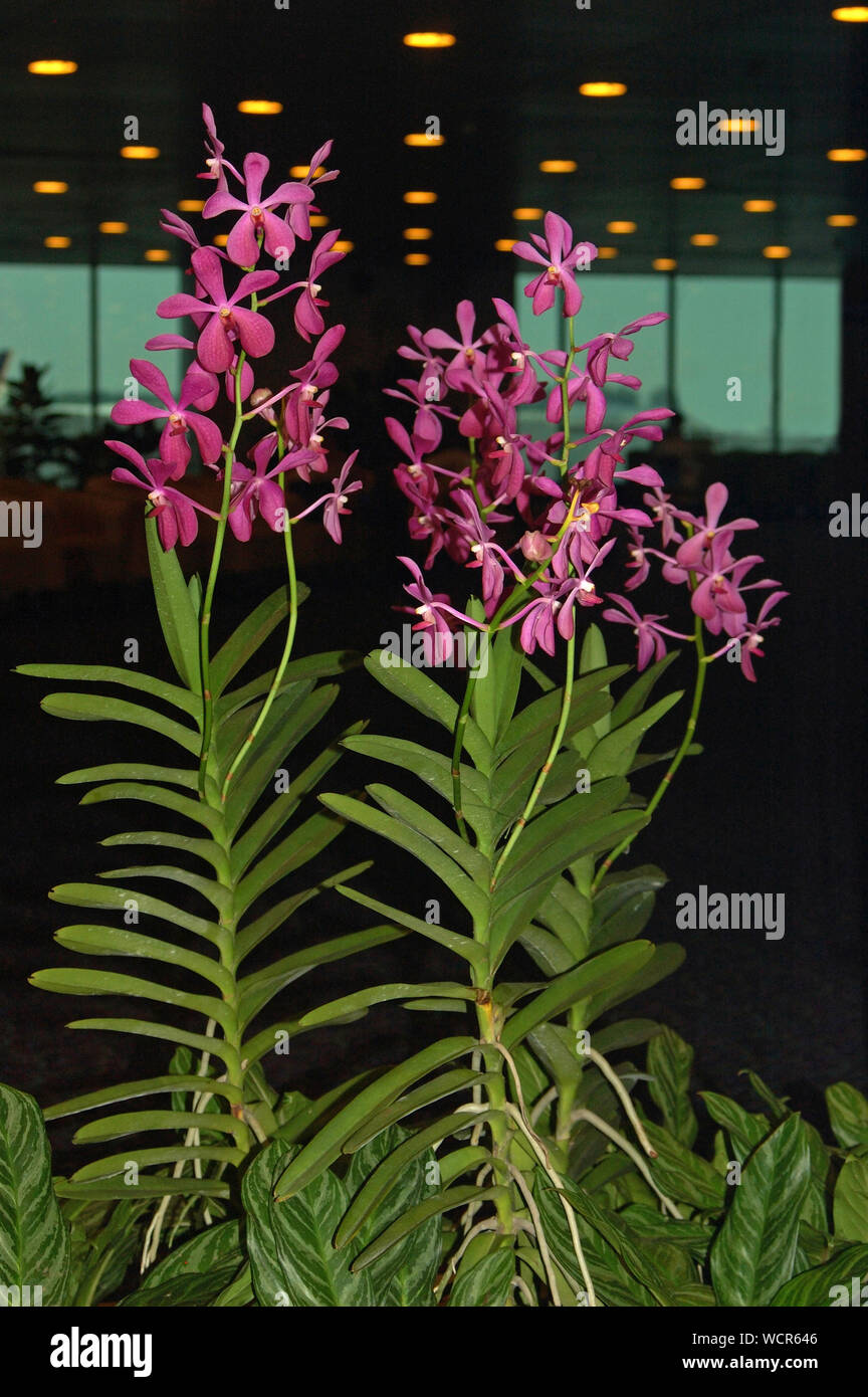 Orchids display changi airport hi-res stock photography and images - Alamy