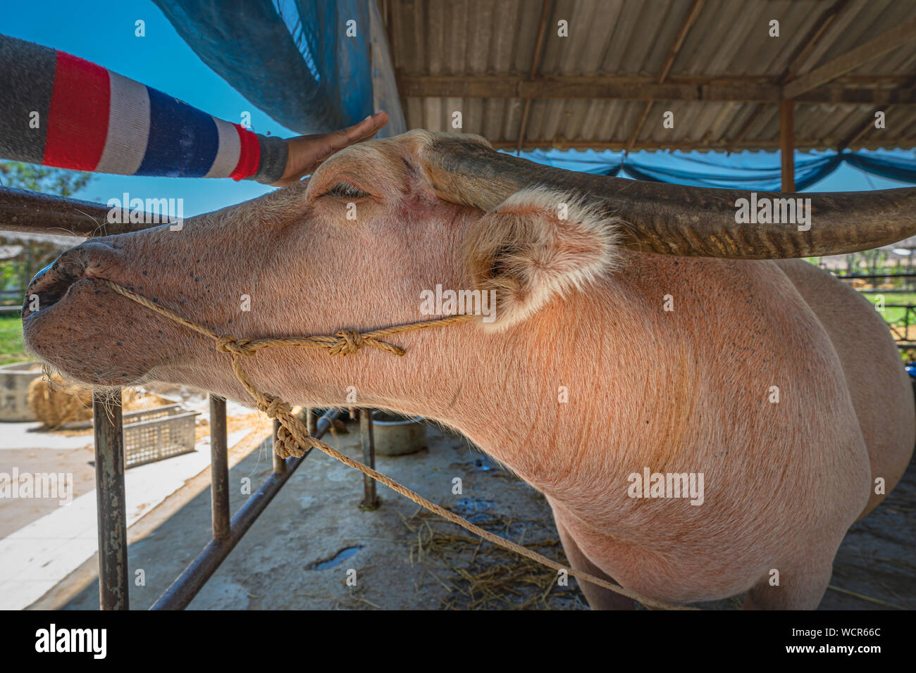 the old Albino buffalo in livestock Stock Photo - Alamy