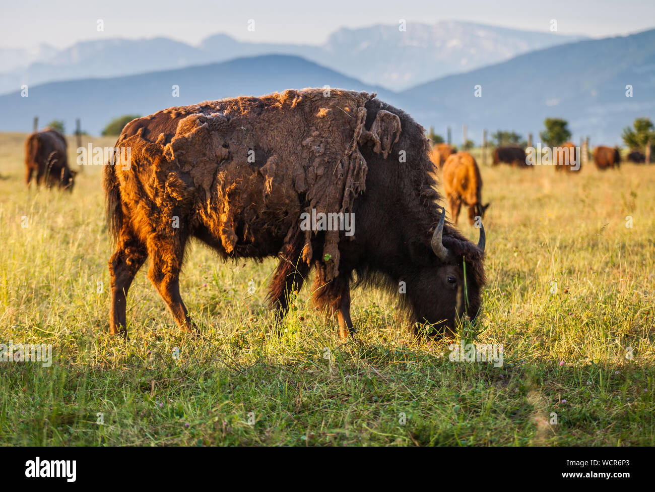 Bison grazing hi-res stock photography and images - Alamy