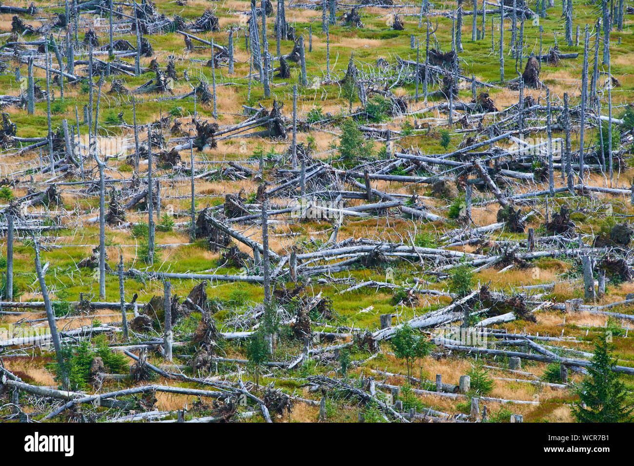 Natural forest regeneration without human intervention in national park ...