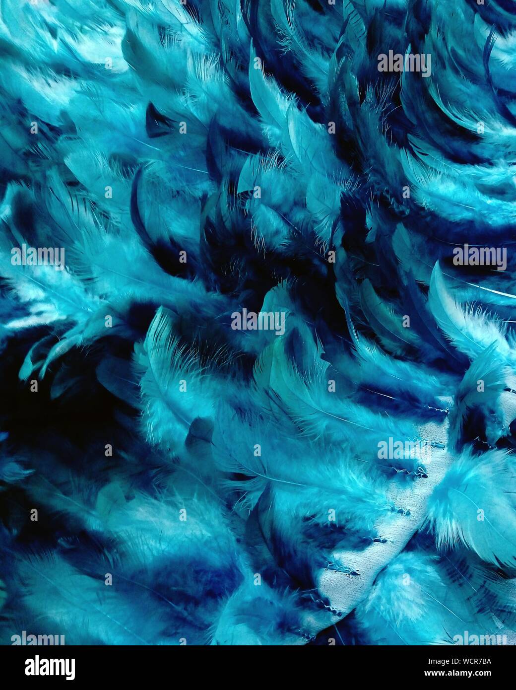 Blue feathers hi-res stock photography and images - Alamy