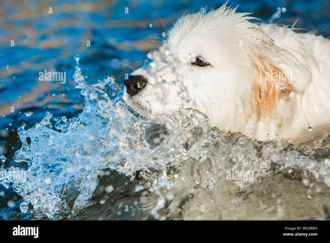 Wet samoyed hi-res stock photography and images - Alamy