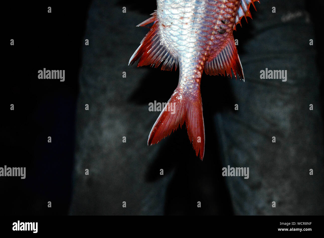 Fish tail fin hi-res stock photography and images - Alamy