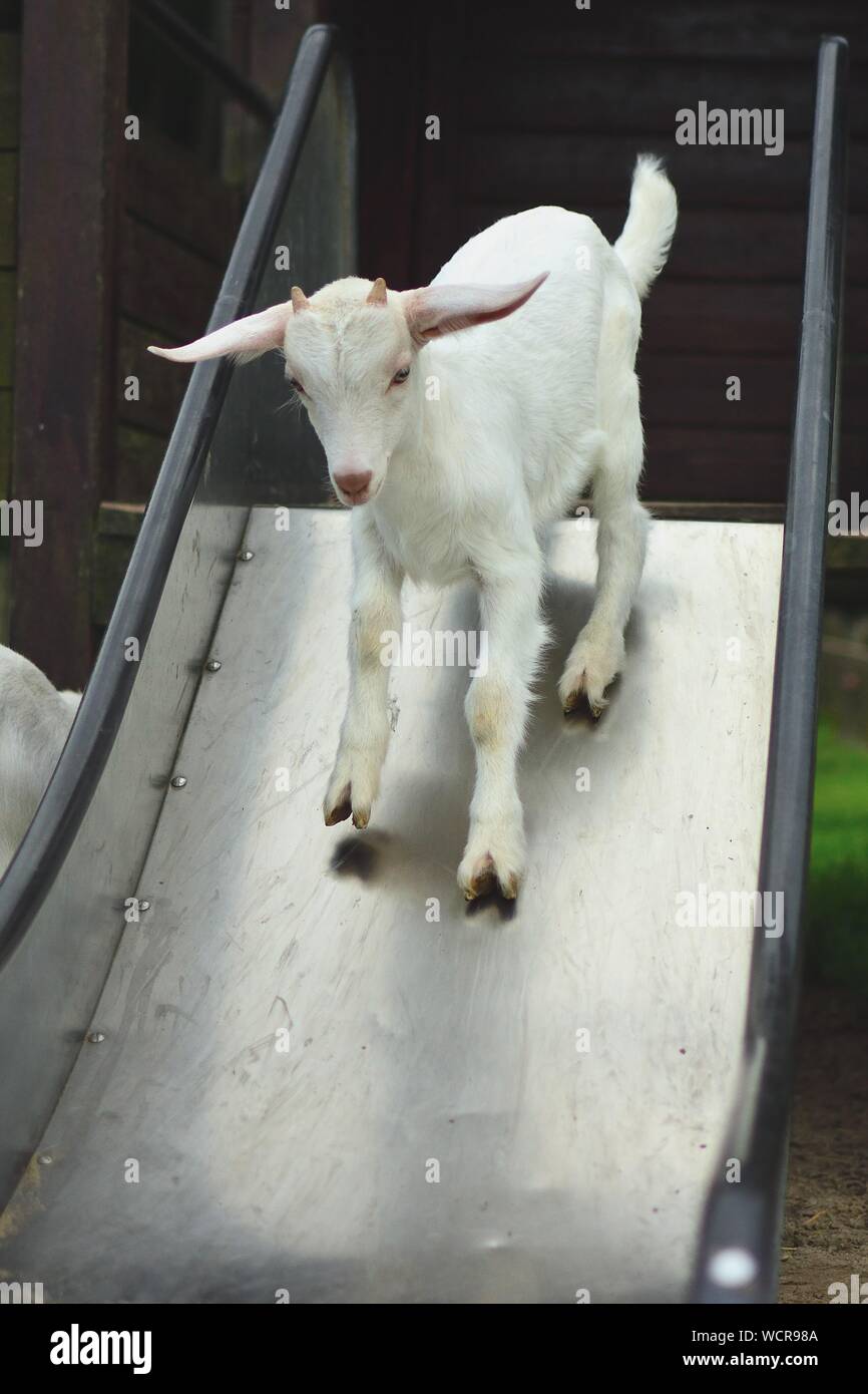 Goat on slide hi-res stock photography and images - Alamy