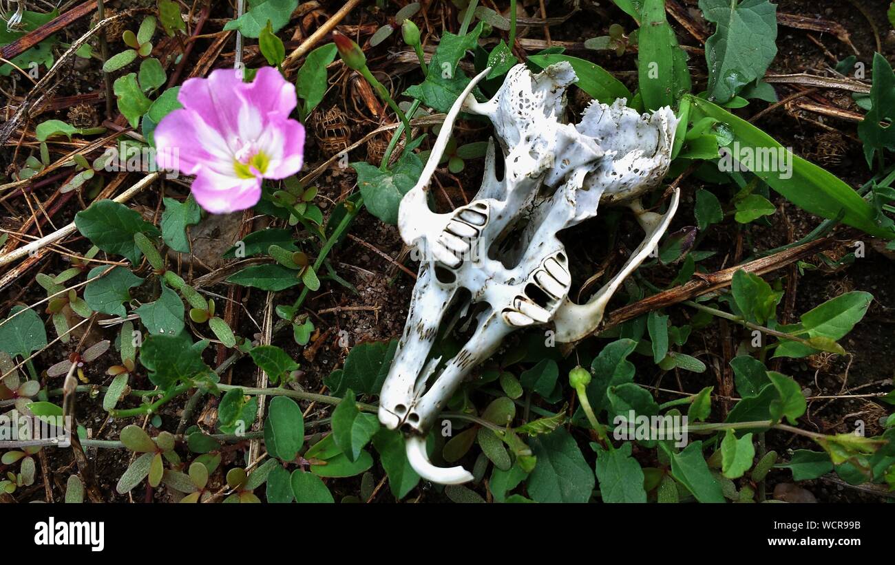 Bone flower hi-res stock photography and images - Alamy