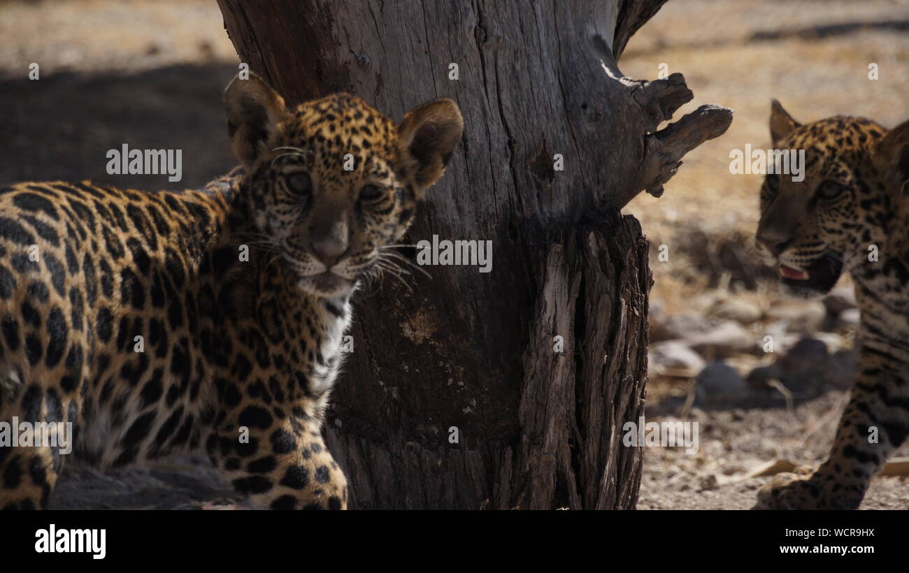 Leopard standing looking animal hi-res stock photography and images - Alamy