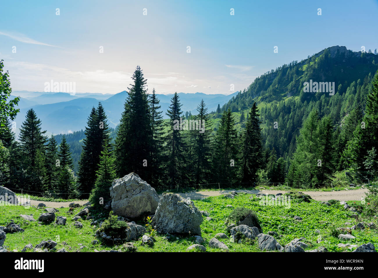 green tyrol alm alps nature landscape in Austria at summer with pine ...