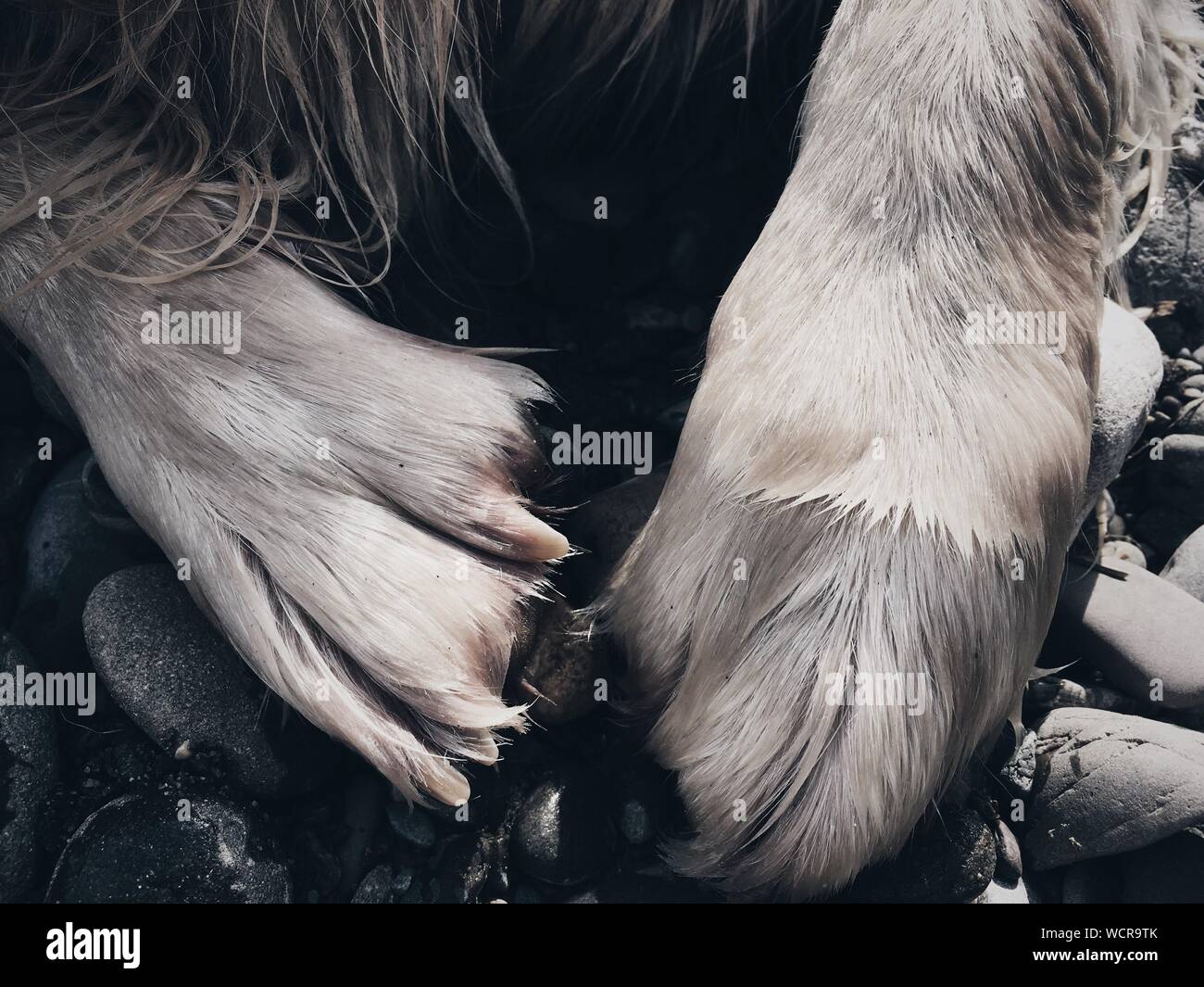 Golden retriever paws paw hi-res stock photography and images - Alamy