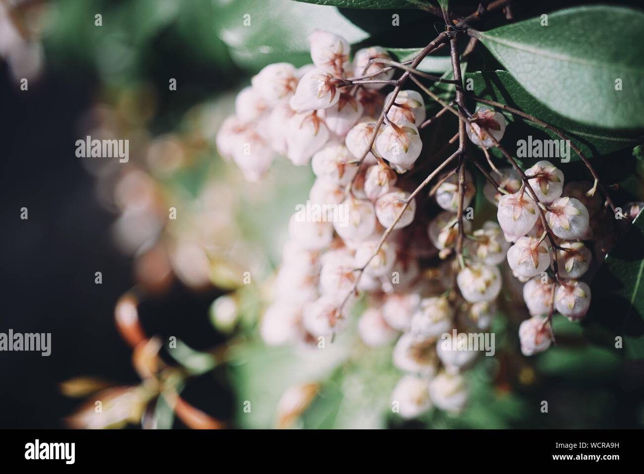 Buds of the tree hi-res stock photography and images - Alamy