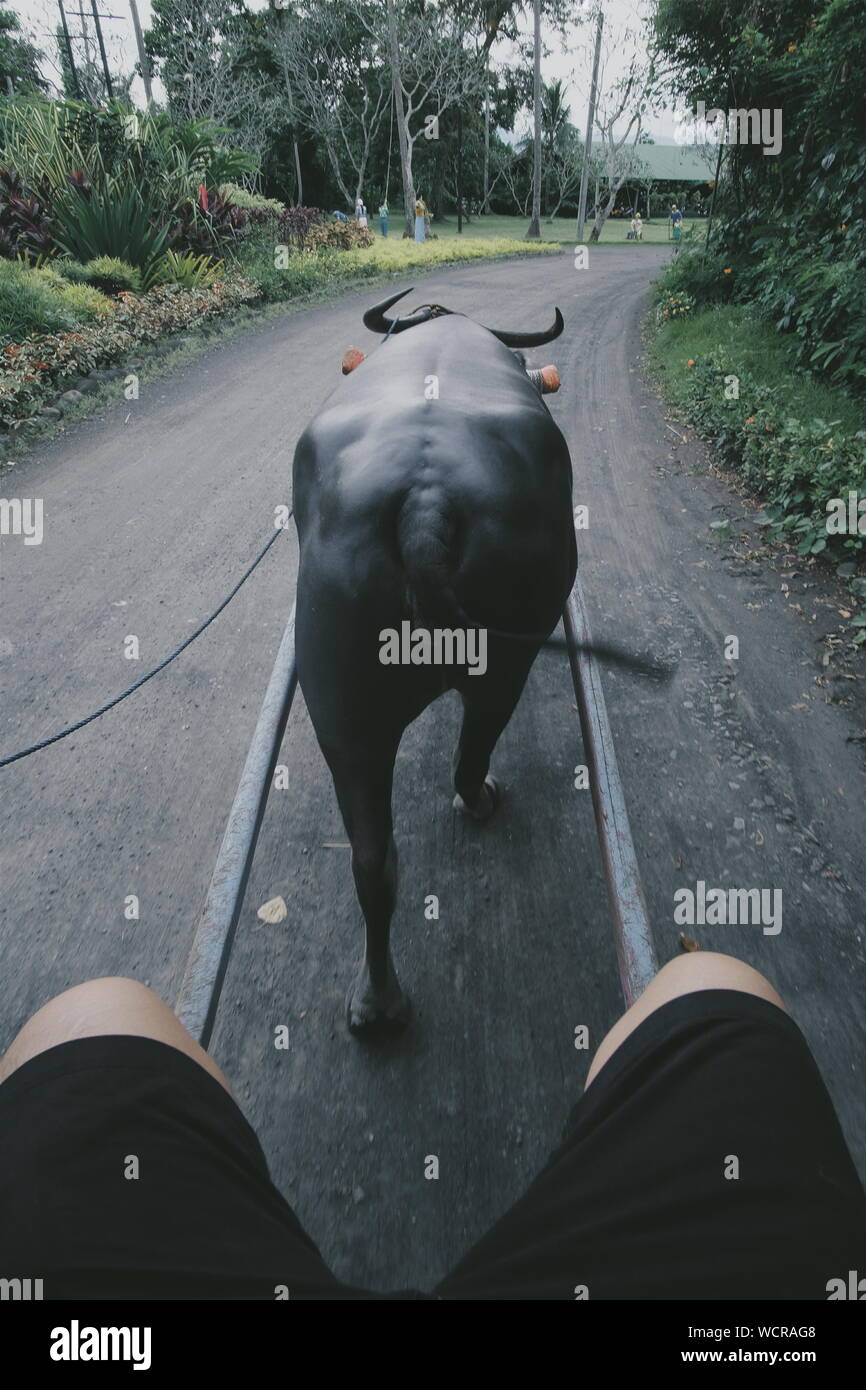 Man with bull hi-res stock photography and images - Alamy