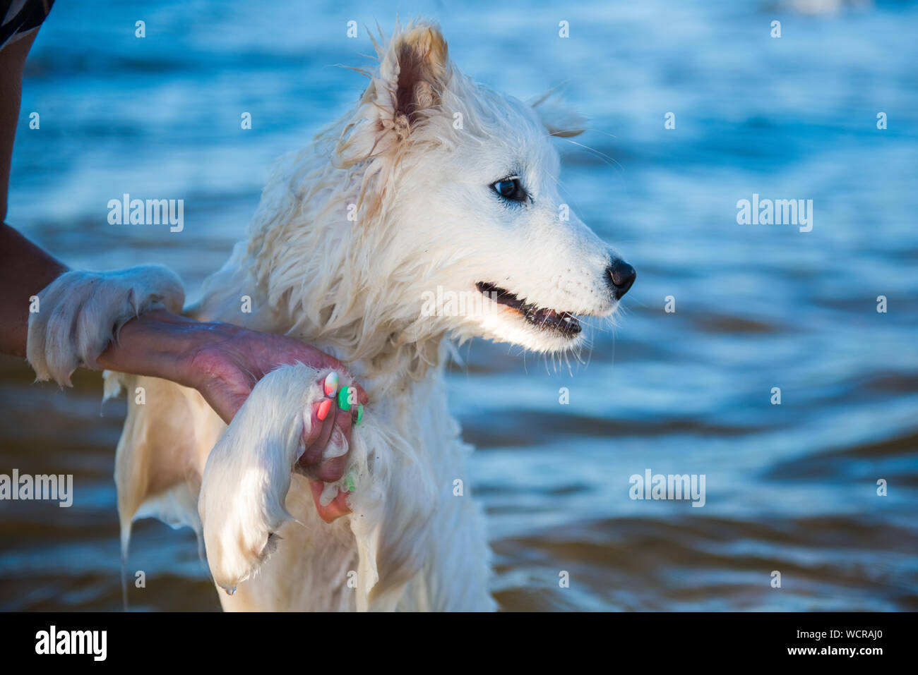 Wet samoyed hi-res stock photography and images - Alamy