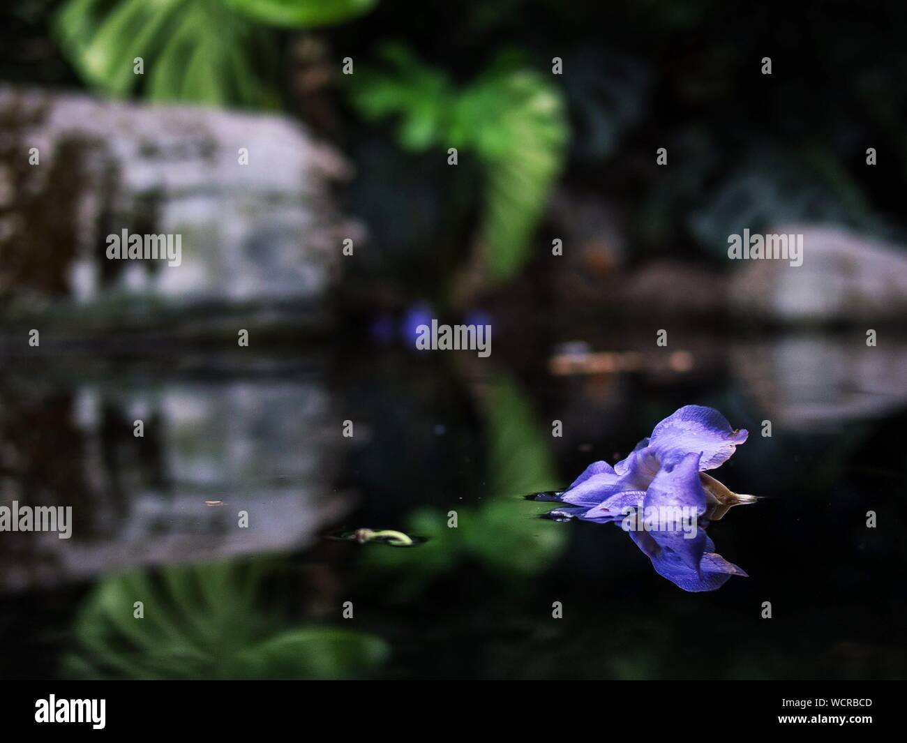 Side view flower hi-res stock photography and images - Alamy