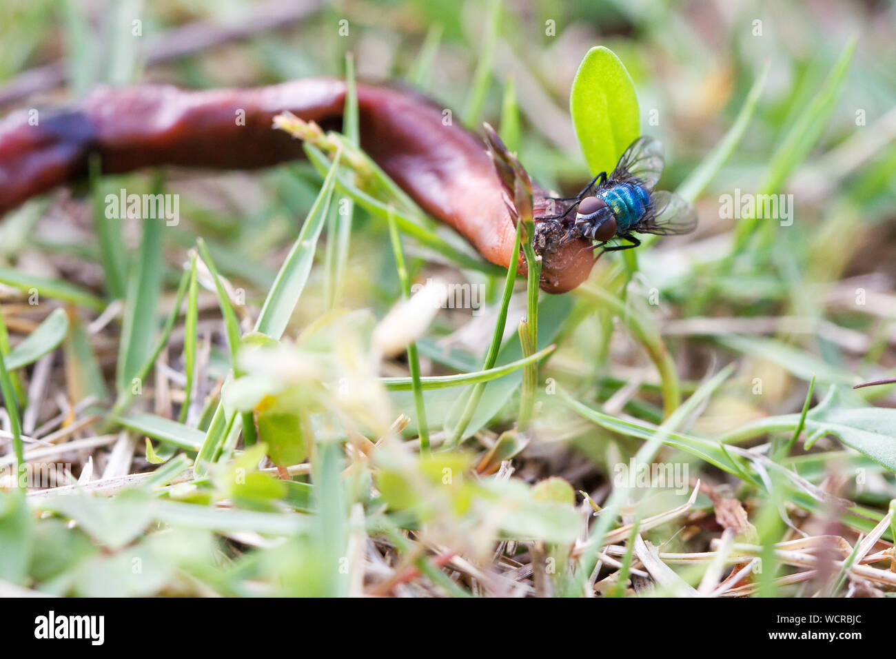 Dead worm hi-res stock photography and images - Alamy