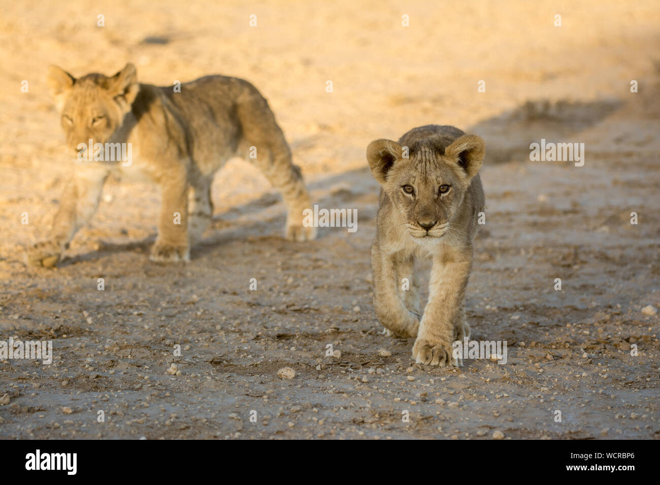 Two lion hi-res stock photography and images - Alamy