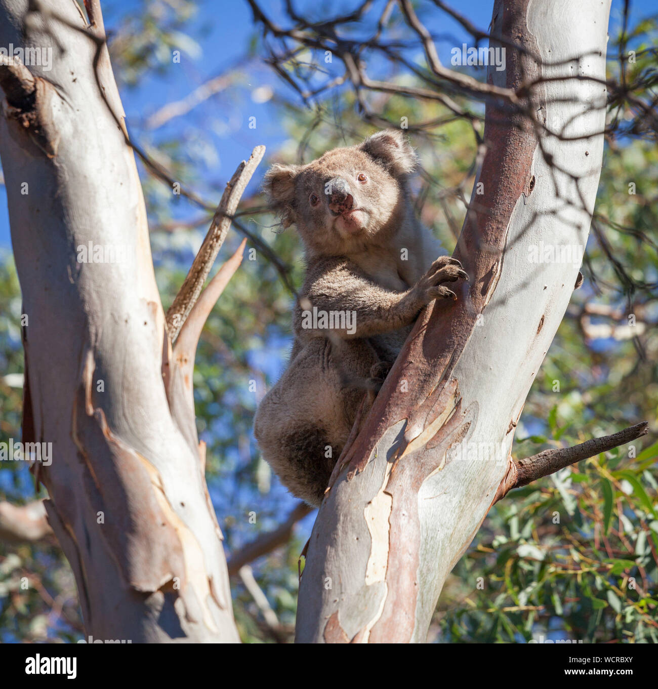 Koala and tree hi-res stock photography and images - Alamy