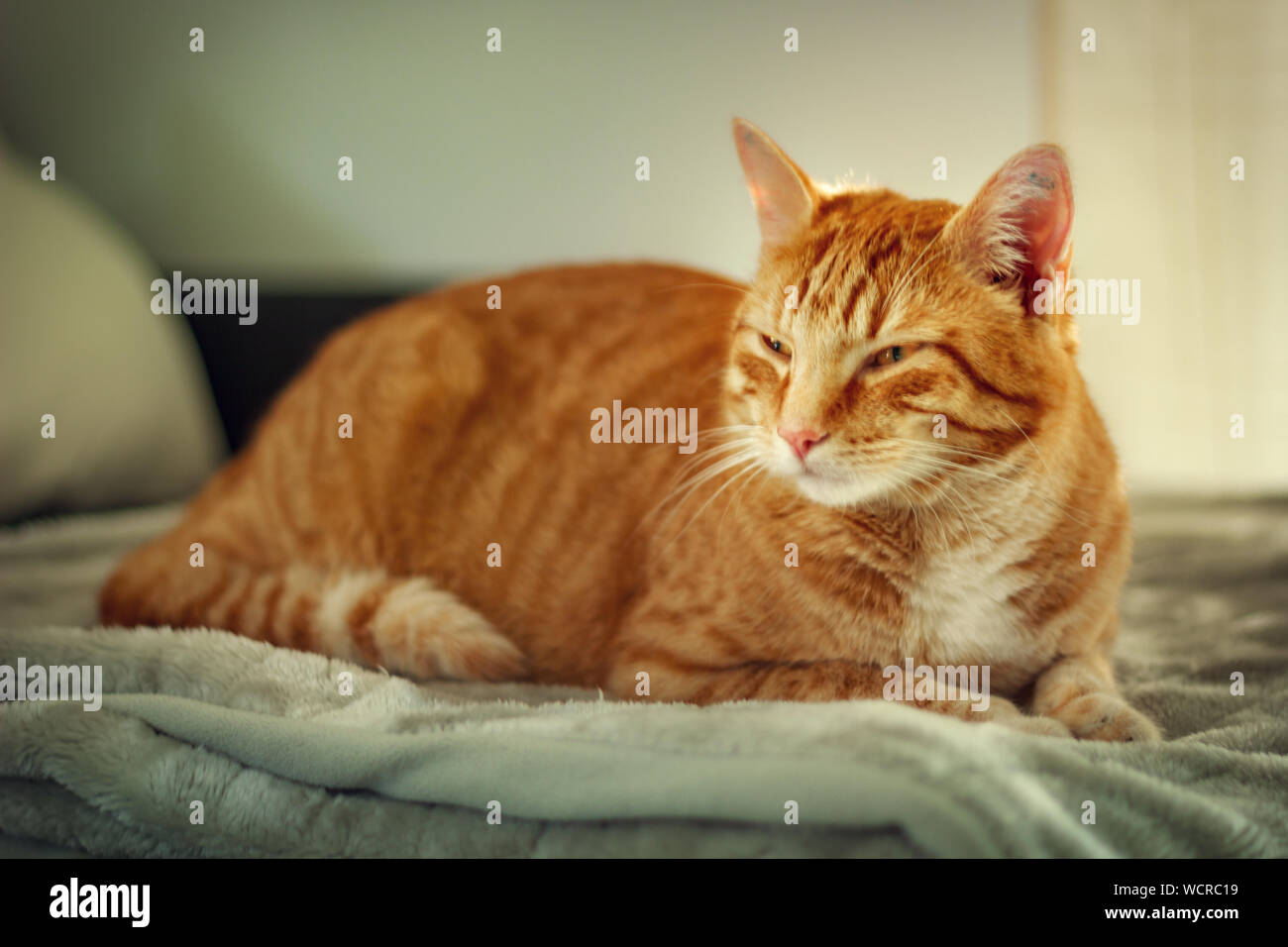Cat Sleeping On Bed Stock Photo - Alamy