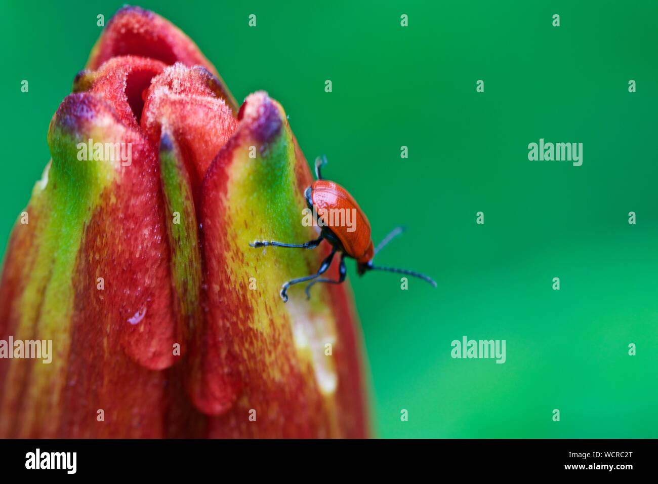 Water drop on beetle hi-res stock photography and images - Alamy