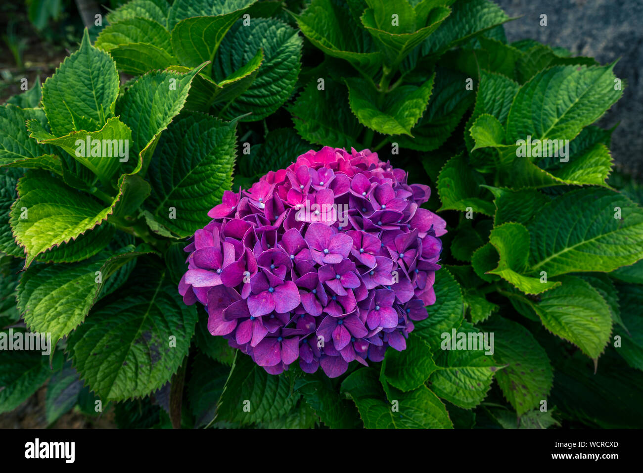 Image of beautiful blooming pink hydrangeas in the nature of Madeira ...