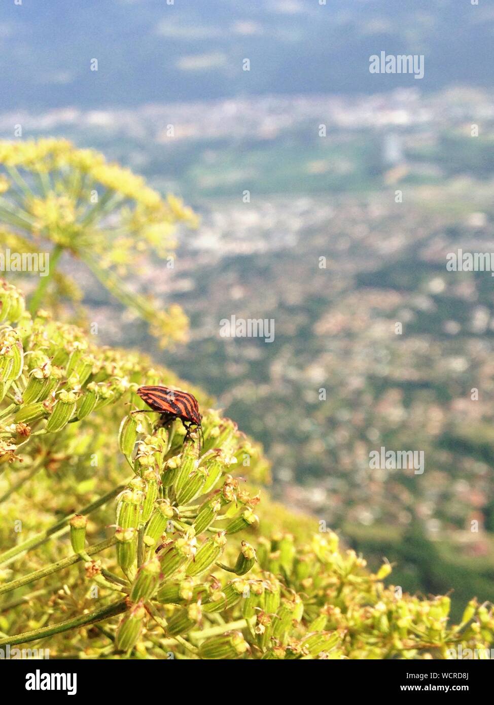 Insect bugs hi-res stock photography and images - Alamy