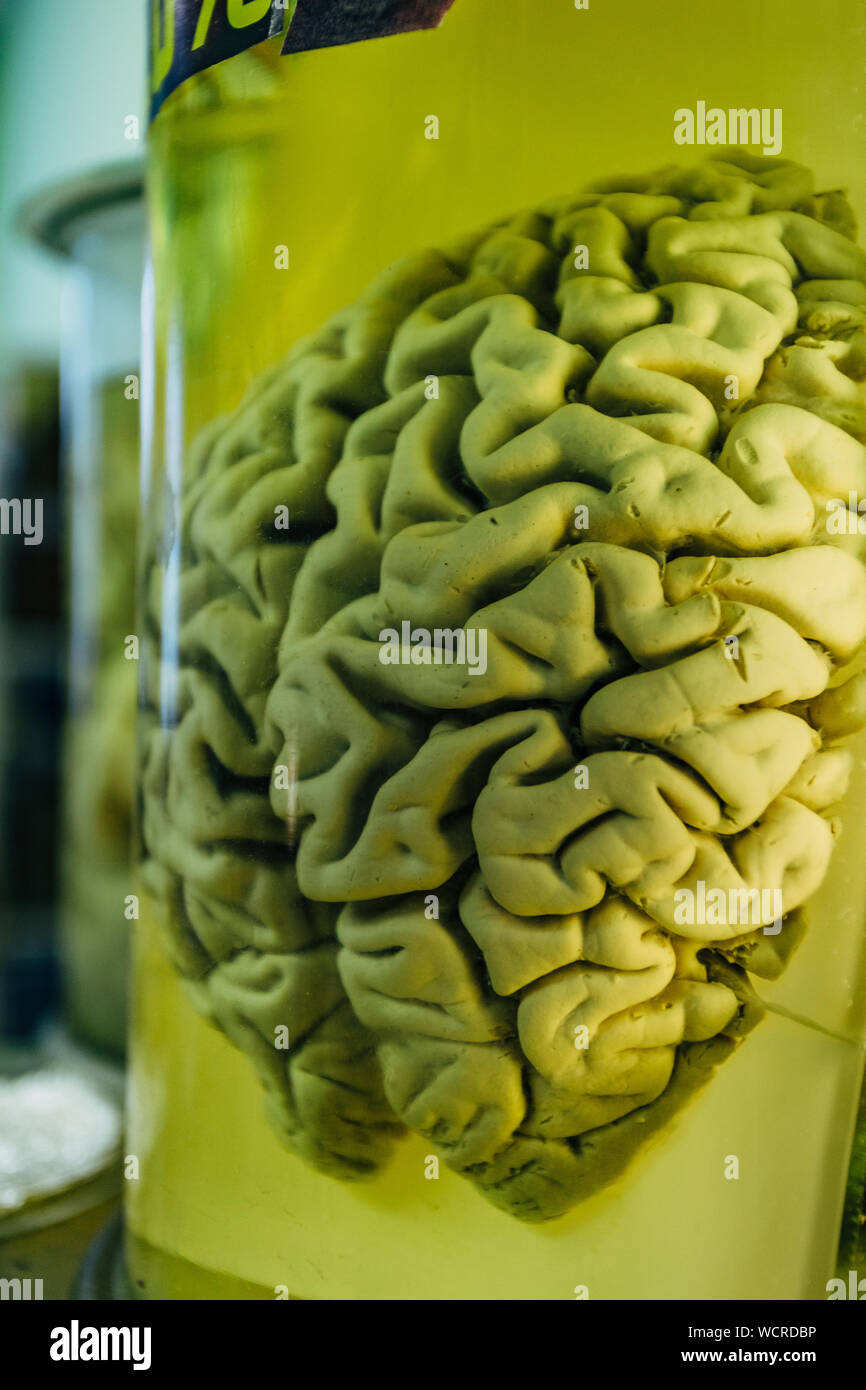Real Human Brain In A Jar