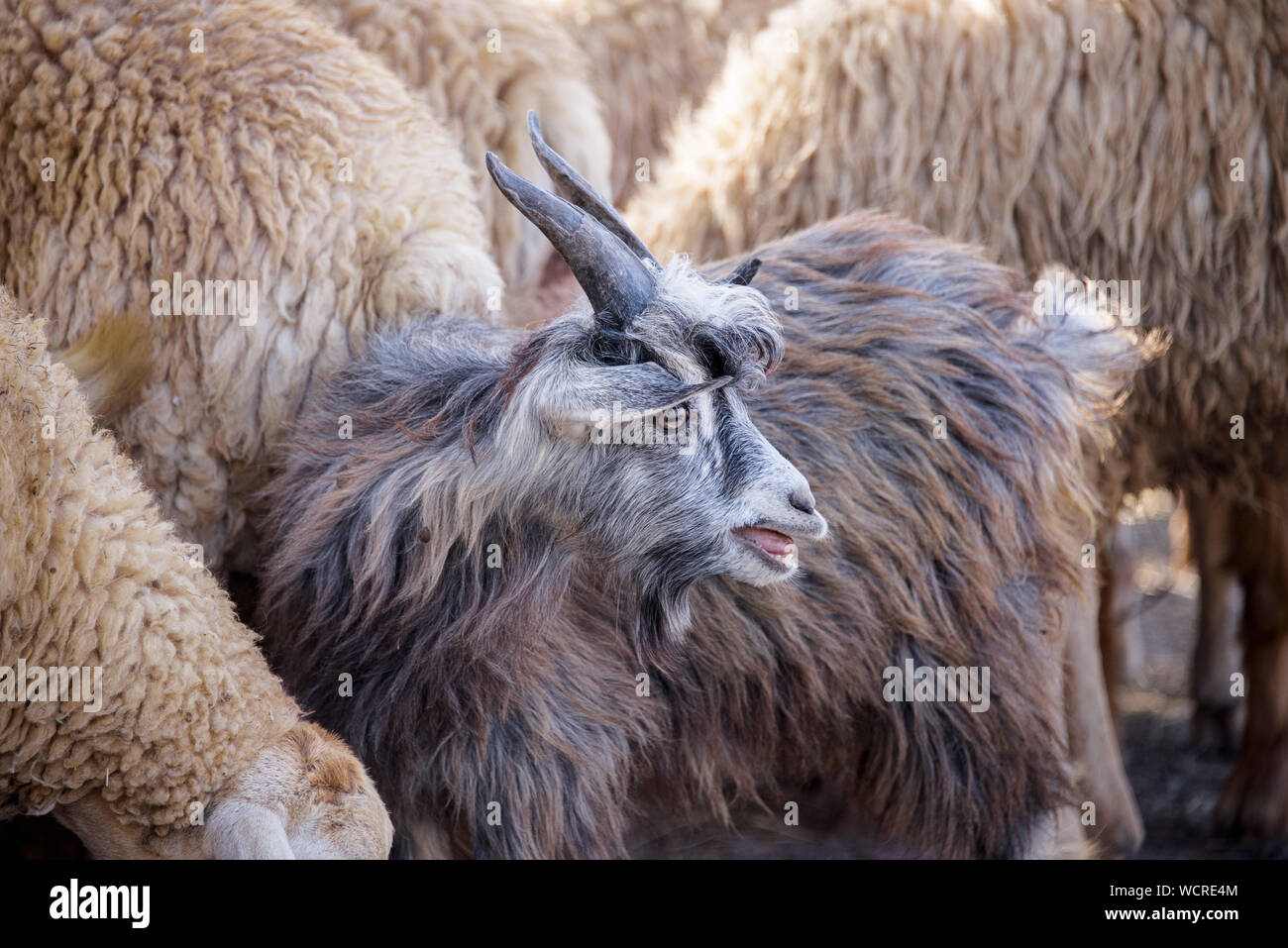 Sheep and goat hi-res stock photography and images - Alamy