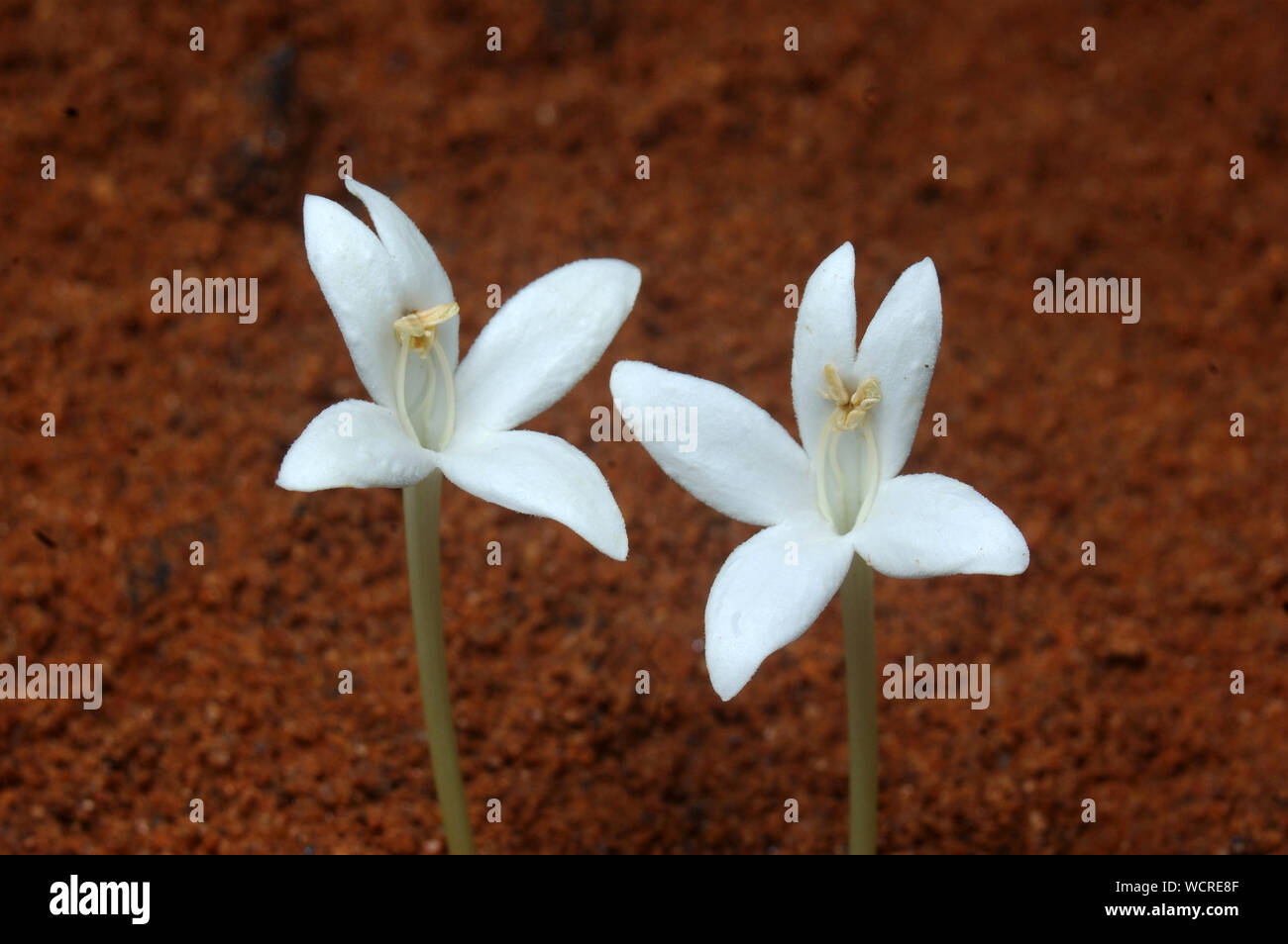 Pairs of white flowers hi-res stock photography and images - Alamy
