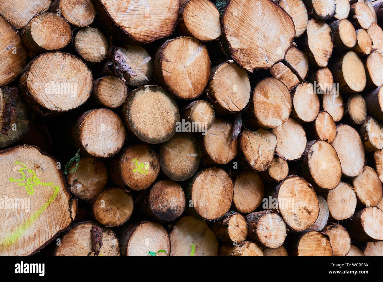 Woodpile of freshly harvested spruce logs. Trunks of trees cut and ...
